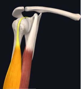 Biseps Patolojileri | Prof. Dr. Hakan Turan ÇİFT